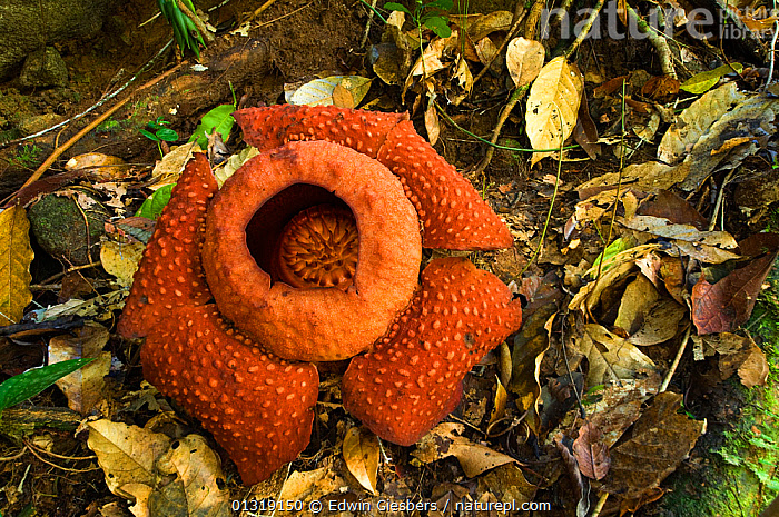 Stock photo of Rafflesia (Rafflesia keithii) the worlds largest known ...
