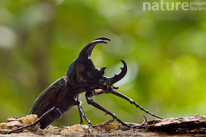 Three Horned Beetle Three Horned Rhinoceros Beetle" Sticker For Sale