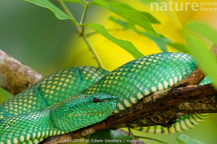 Stock photo of Wagler's / Temple pit viper (Tropidolaemus wagleri ...