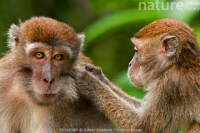 Stock photo of Two Long-tailed / Crab-eating macaques (Macaca ...