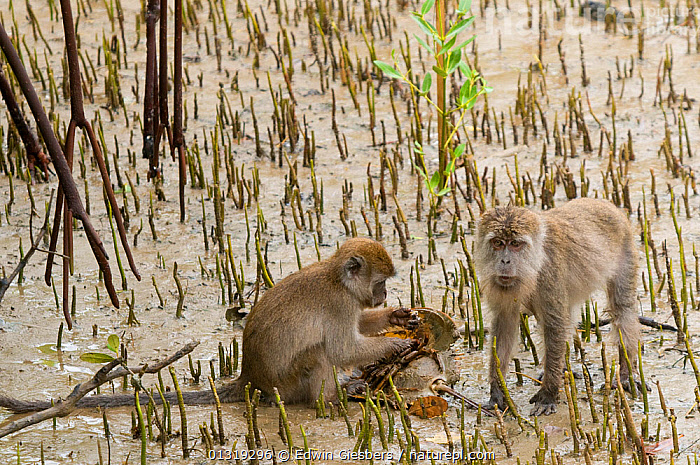 Stock photo of Two Long-tailed / Crab-eating macaques (Macaca ...