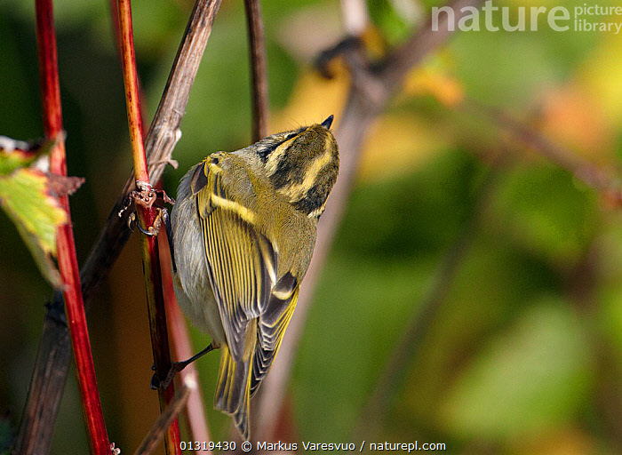 Stock photo of Pallas's leaf warbler (Phylloscopus proregulus) looking ...