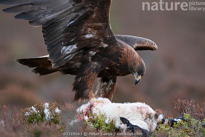 Stock photo of Golden Eagle (Aquila chrysaetos) feeding on dead lamb ...