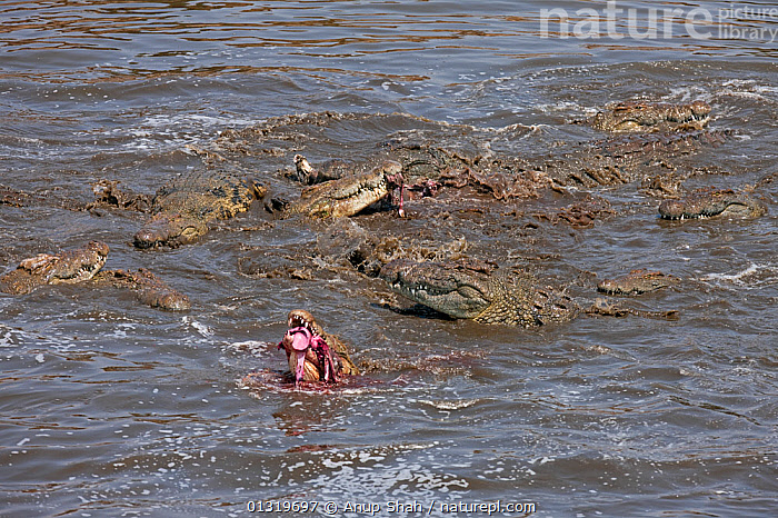 Stock photo of Nile crocodiles (Crocodylus niloticus) competing over a ...
