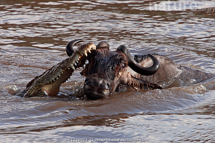 Stock photo of Nile crocodile (Crocodylus niloticus) attacking a ...