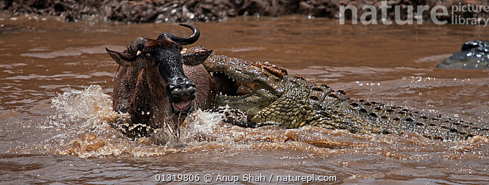 Stock photo of Nile crocodile (Crocodylus niloticus) attacking a ...