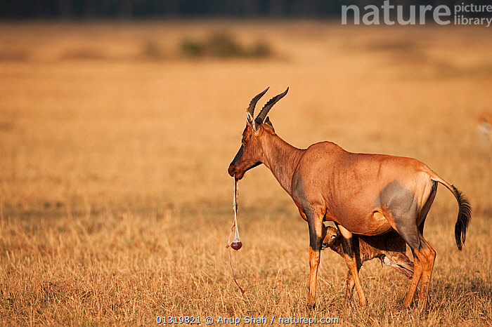 Stock photo of Topi female (Damaliscus lunatus jimela) with her new ...