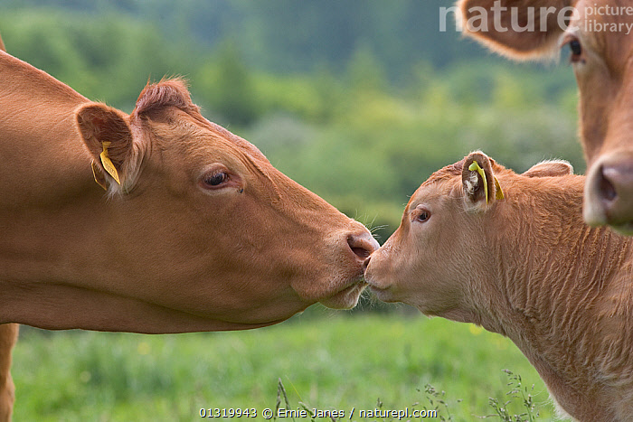 Stock photo of Domestic cattle, Beef calf and adult cow sniffing noses ...