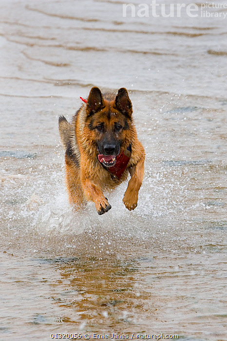 Stock photo of Domestic dog, German Shepherd Dog running fast through ...