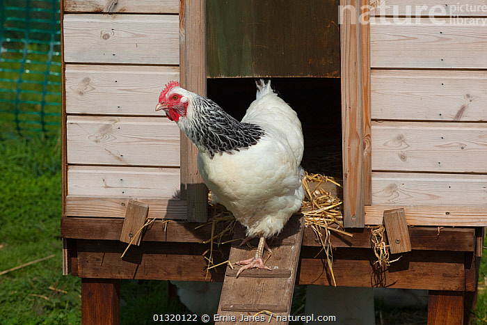 Stock photo of Domestic chicken (Gallus gallus domesticus) leaving hen ...