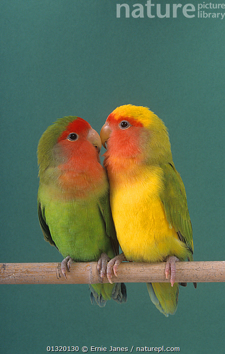 Stock photo of Pair of Lovebirds (Agapornis sp) perched. Available for ...