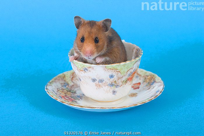 Stock photo of Pet domestic hamster (Mesocritecus auratus) in tea cup ...