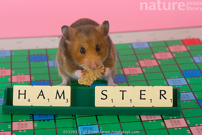 Stock photo of Pet domestic hamster (Mesocritecus auratus) beside ...