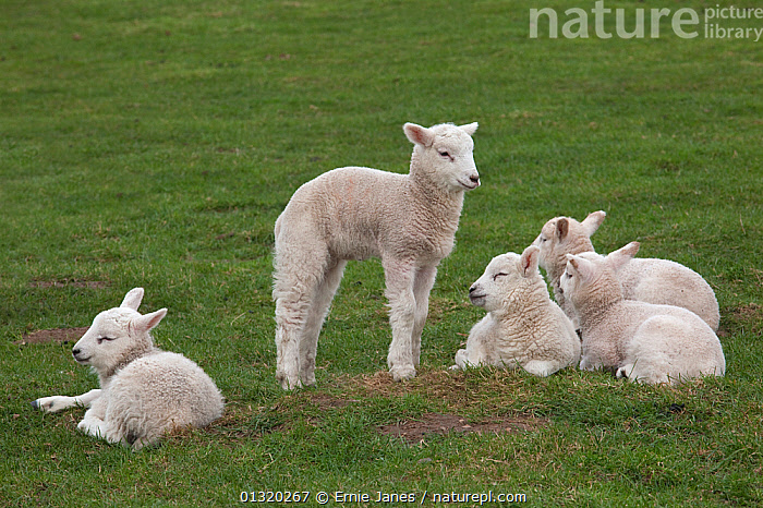 Stock photo of Domestic sheep, group of lambs together in a field ...