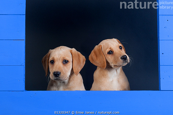 Stock photo of Two Yellow Labrador retriever puppies looking out from ...