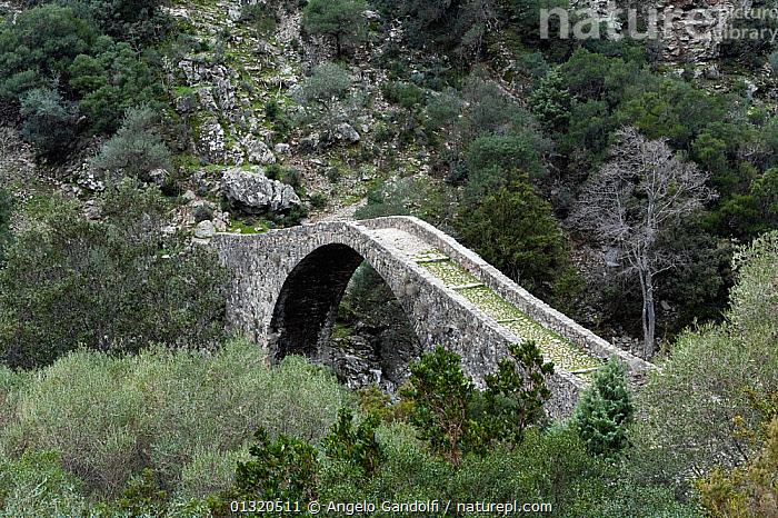 Stock photo of The medieval Genoese bridge of Ponte Vecchiu. The ...