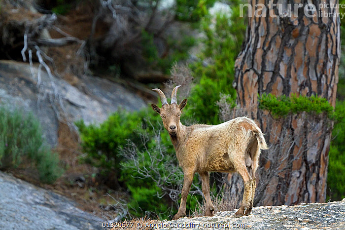 Stock photo of Male Wild goat (Capra aegagrus) standing, Montecristo ...