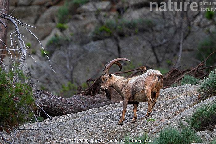 Stock photo of Male Wild goat (Capra aegagrus) standing on rocks ...