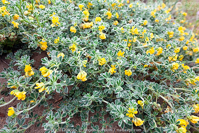 Stock photo of Sea Medick (Medicago marina) flowering on sandy shore ...