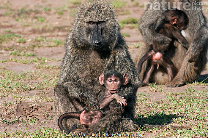 Stock photo of Savanna baboons, Olive race (Papio cynocephalus anubis ...