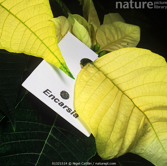 Stock photo of Packet of a parasitoid Wasp (Encarsia formosa) used in ...