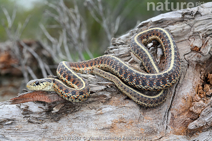 California Garden Snake