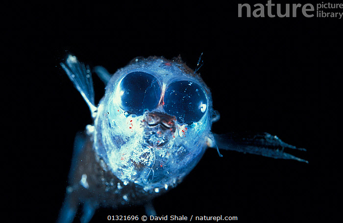 Stock photo of Deep sea fish (Winteria telescopa) with forward pointing ...