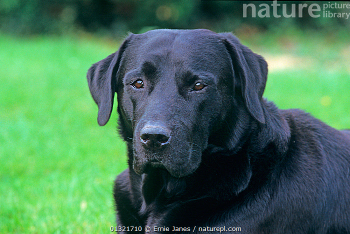 Stock photo of Black labrador portrait, UK. Available for sale on www ...
