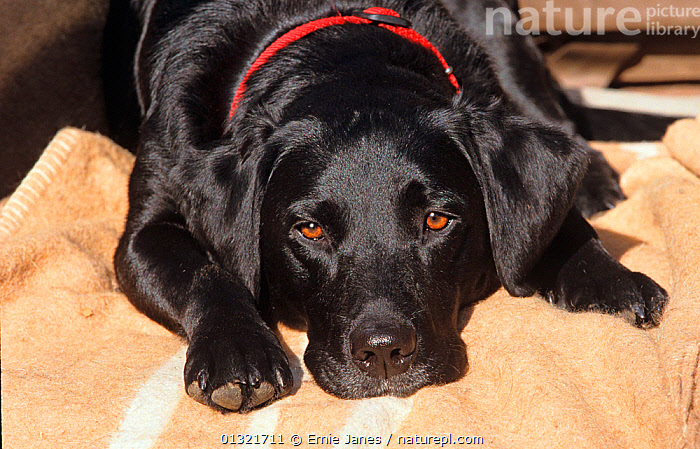 Stock photo of Black labrador, lying down, portrait, UK. Available for ...