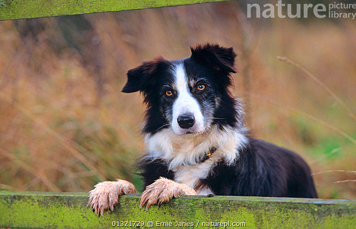 Stock photo of Border Collie, sitting up on back legs, against fence ...
