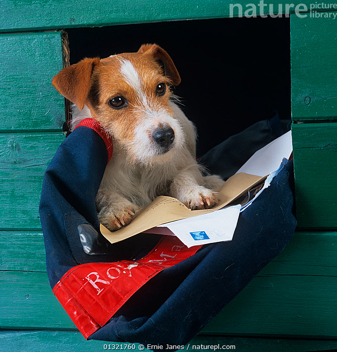 Stock photo of Jack russell terrier with letters and postman's sack. Available for sale on www ...