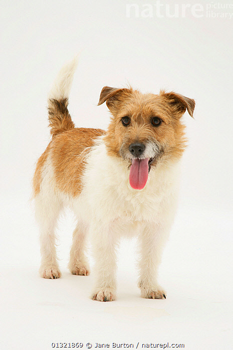 Stock photo of Rough coated Jack Russell Terrier, tan and white ...