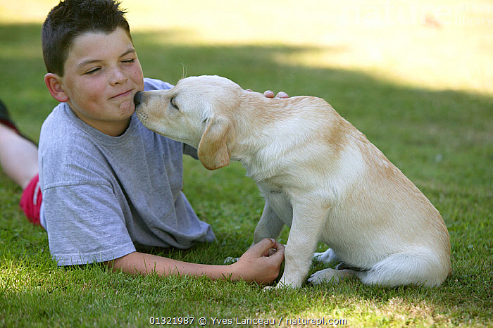 Stock photo of Dog, Labrador Retriever, boy playing with yellow puppy ...