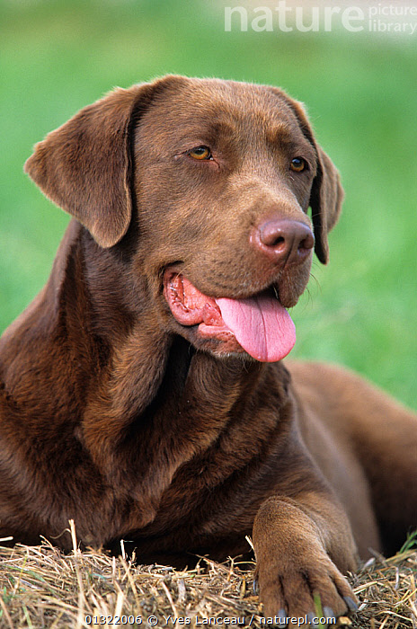 Stock photo of Labrador Retriever, chocolate dog panting, portrait ...