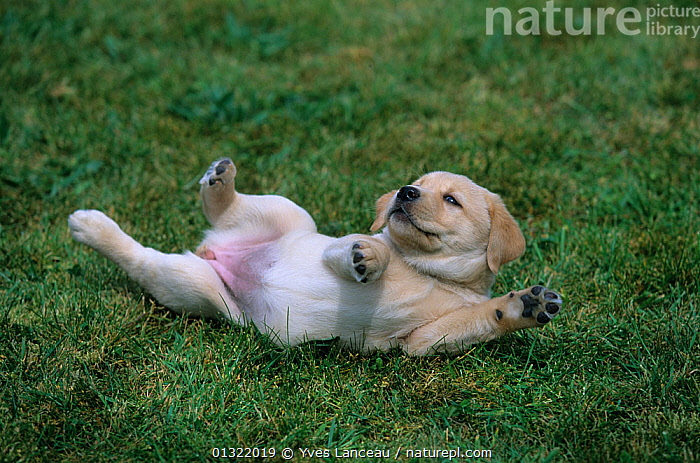 Stock photo of Labrador Retriever, yellow puppy rolling over. Available ...