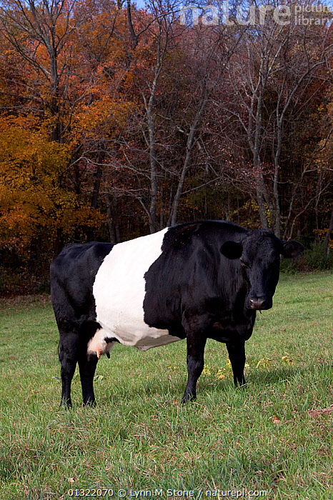 Dutch Belted