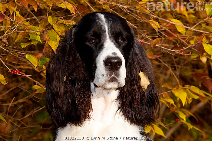 English Springer Spaniels Show Dog Pet Photography Dog Photographer