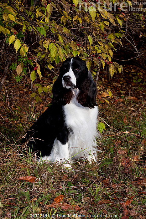 English Springer Spaniels Show Dog Pet Photography Dog Photographer