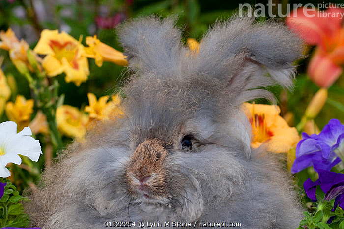 Stock photo of Domestic rabbit, of English Angora rabbit with flowers ...