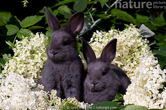 Stock photo of Domestic rabbit, two baby blue New Zealand (breed ...