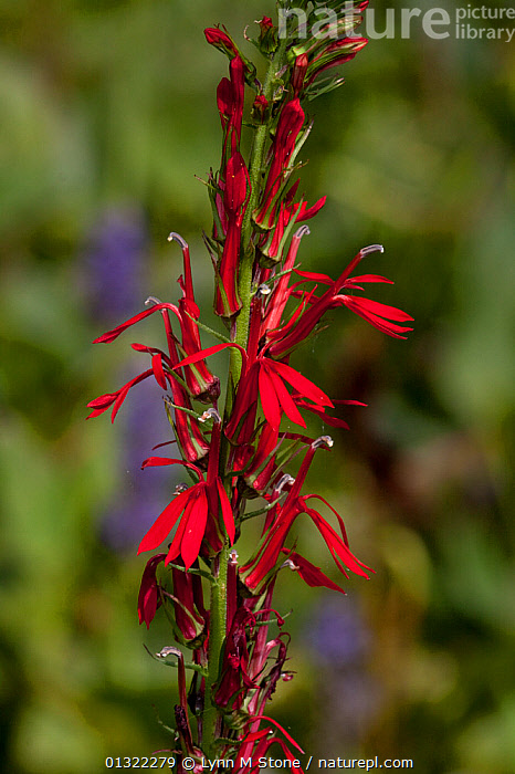 Stock photo of Cardinal flower (Lobelia cardinalis) flowering in damp ...