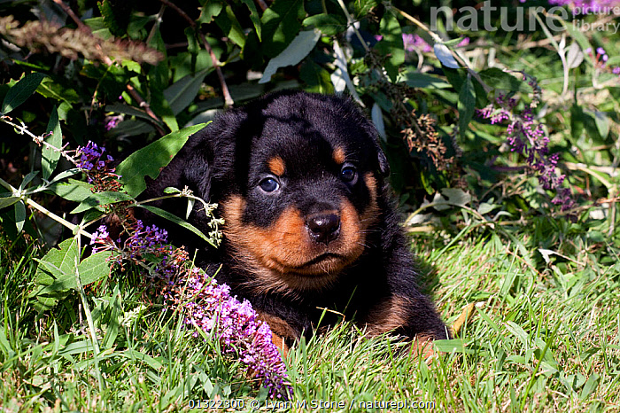 Stock photo of Rottweiler Puppy lying under Buddleia flowers ...