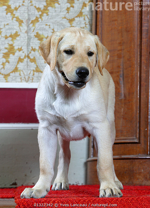 Stock photo of Yellow Labrador retriever puppy, 14 weeks, on stairs in ...