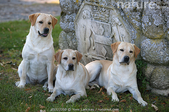 Stock photo of Three yellow Labrador Retrievers in garden beside stone ...