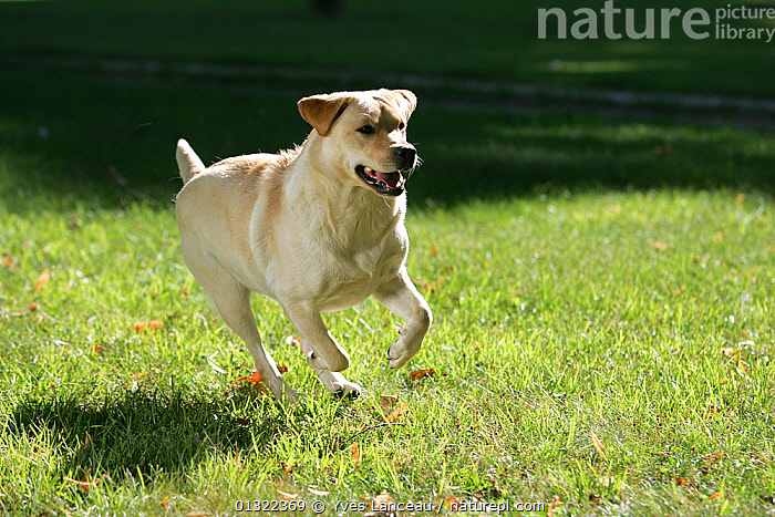 Stock photo of Yellow Labrador Retriever running on grass. Available ...