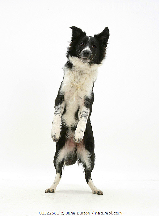 Stock photo of Black-and-white Border Collie standing on hind legs ...