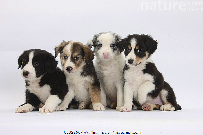 Stock photo of Four Border Collie puppies.. Available for sale on www ...