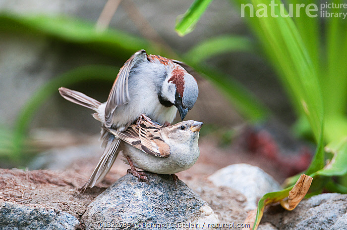 Stock photo of Pair of House Sparrows (Passer domesticus) mating ...