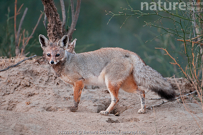 Stock photo of Indian / Bengal Fox (Vulpes bengalensis) portrait ...