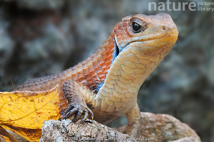 Stock photo of Great Plated Lizard (Gerrhosaurus major) juvenile head ...